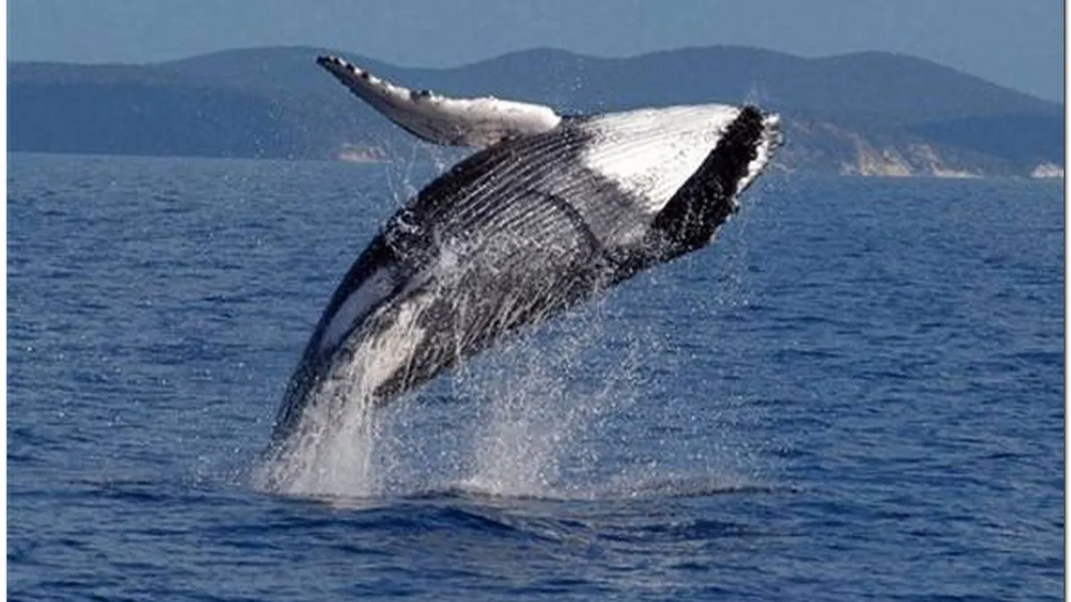 Golemi kit u moru kod Rijeke - Net.hr