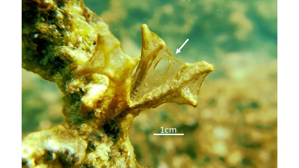 OPREZNO U MORU: Alge štetne za zdravlje pojavile se kod hrvatske obale ...