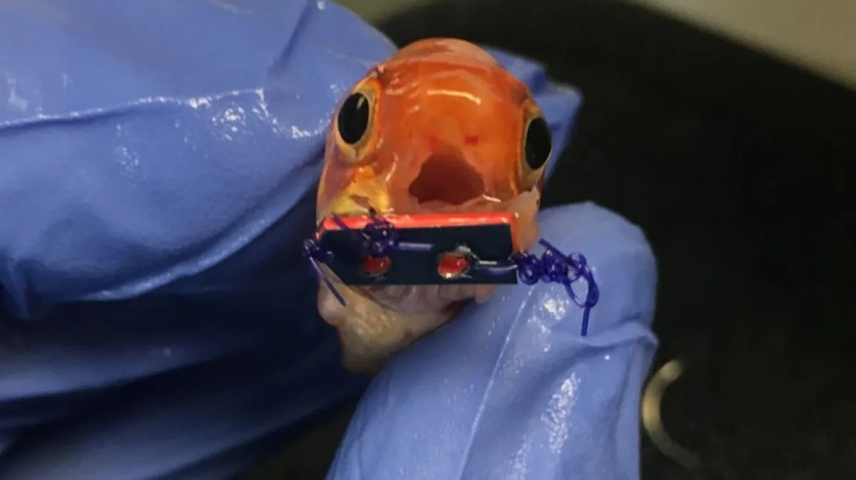 ZLATNA RIBICA POŽELJELA I DOBILA: Mala ribica prva je svoje vrste koja ...