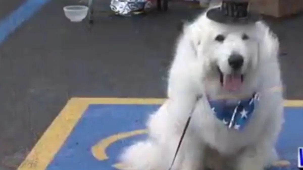 Pas Duke je po treći put postao gradonačelnik - Net.hr