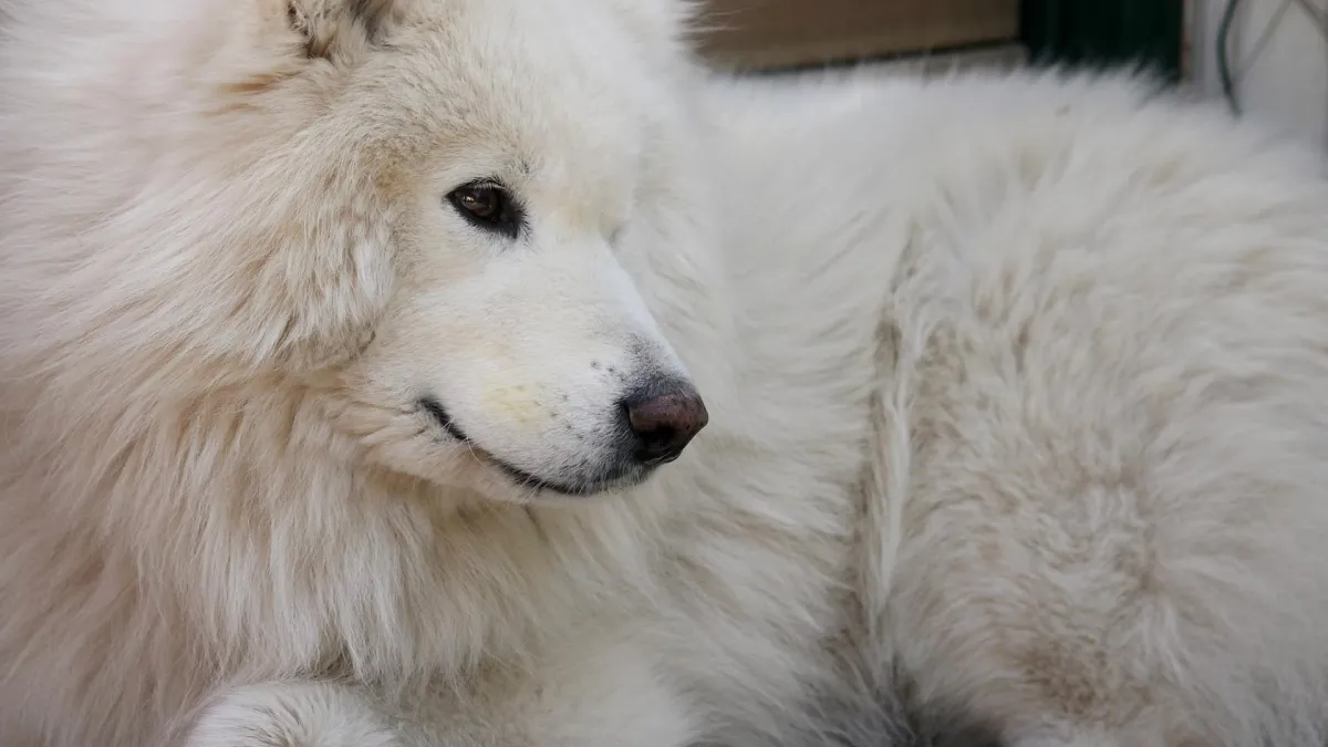 Samojed karakteristike i osobine: sve o popularnoj pasmini samojeda ...