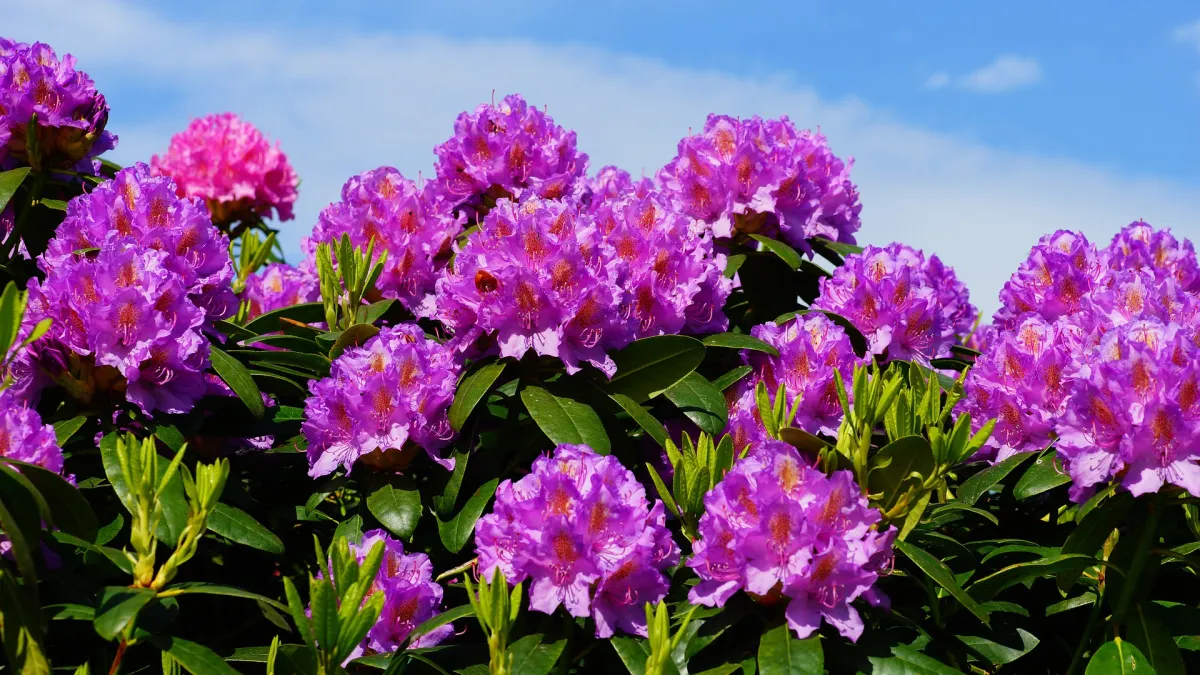 Ukrasno zimzeleno grmlje koje će uljepšati vaš vrt - Net.hr