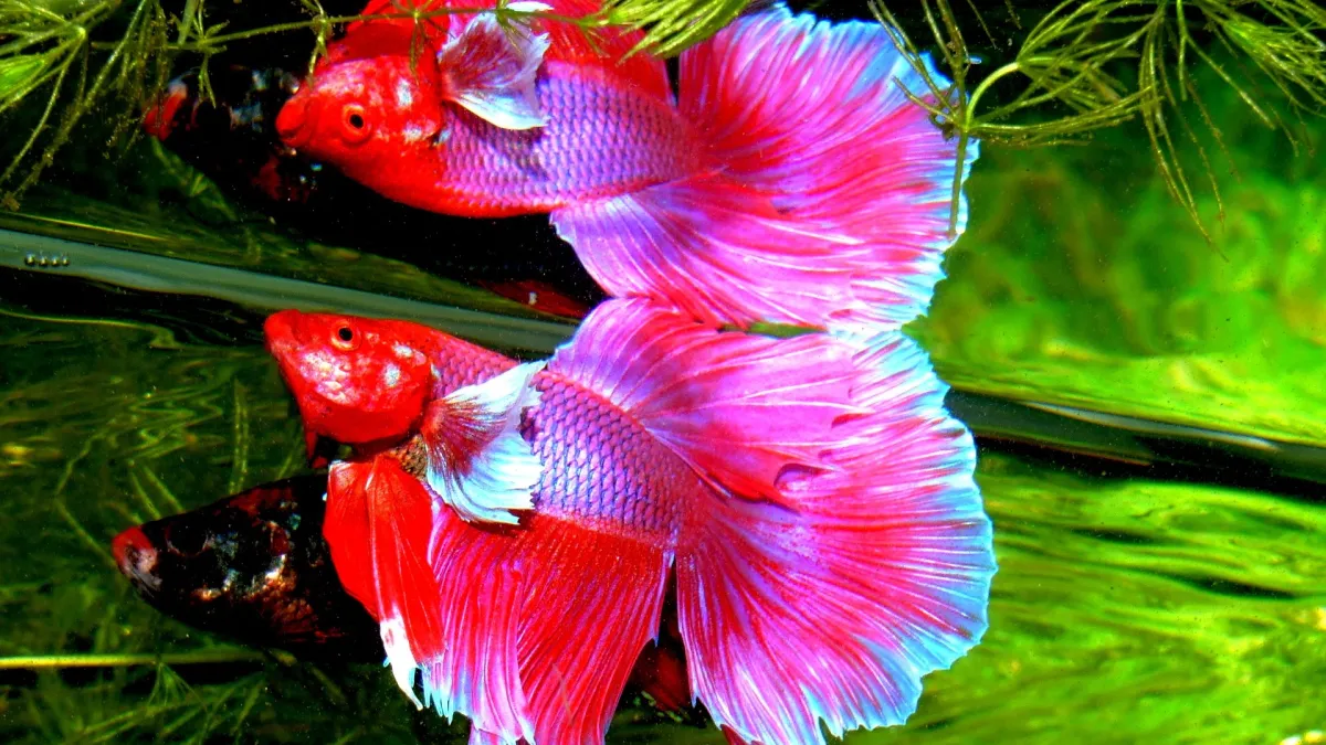 Sijamski borac: slatkovodna riba koju možete imati kod kuće - Net.hr