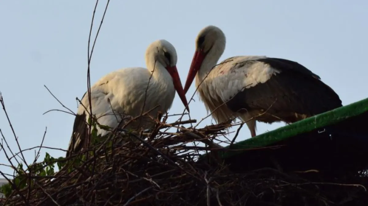 NEVOLJE U GNIJEZDU: Malena snijela čak 7 jaja, a čovjek koji se brine ...
