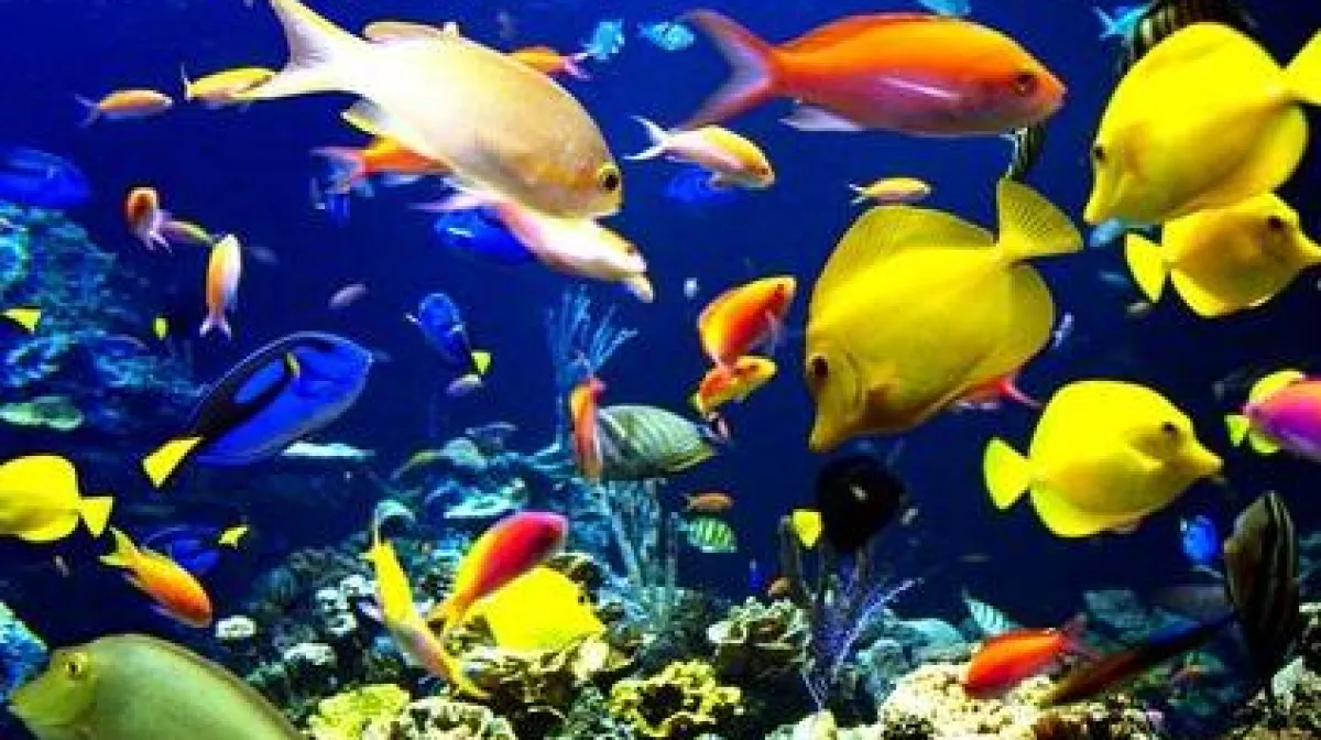 Ribe jadranskog mora - sve što o njima trebate znati - Net.hr