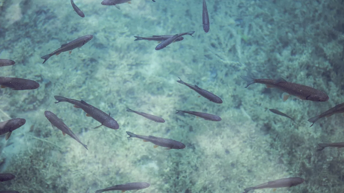 Riba klen - slatkovodna riba izvrsne sposobnosti prilagodbe - Net.hr