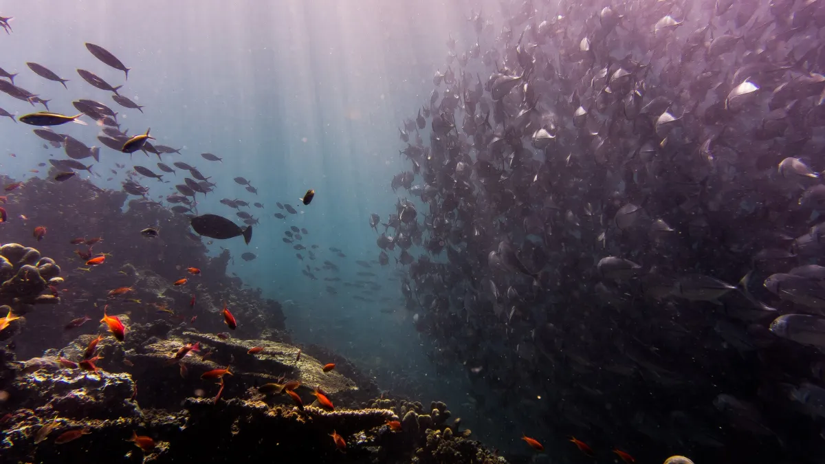 Lampuga riba - rijetka riba Jadrana - Net.hr