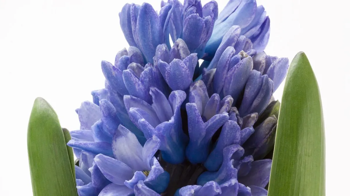 Presađivanje zumbula - kako presaditi zumbul? - Net.hr