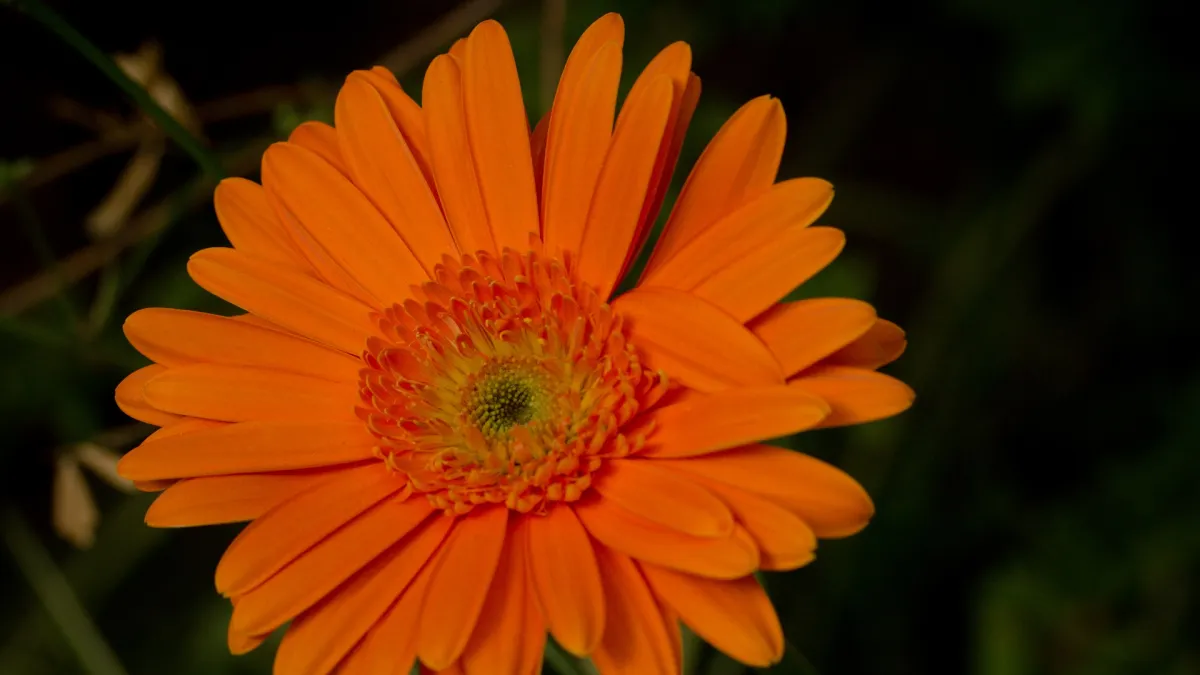 Gerber cvijet: značenje i simbolika gerbera - Net.hr