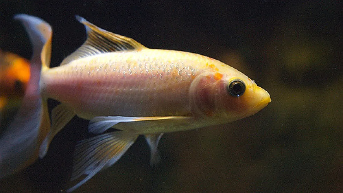 Riba bukva - riba Jadranskog mora - Net.hr