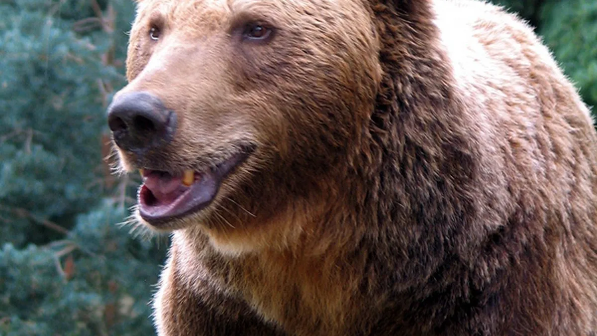 Mrki medvjed - zvijer koja ne spava zimski san - Net.hr