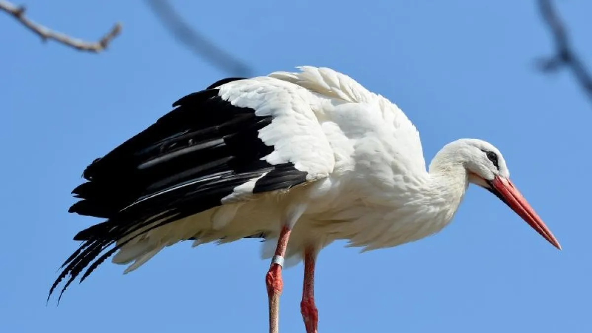 Ptice selice: koje su ptice selice - Net.hr