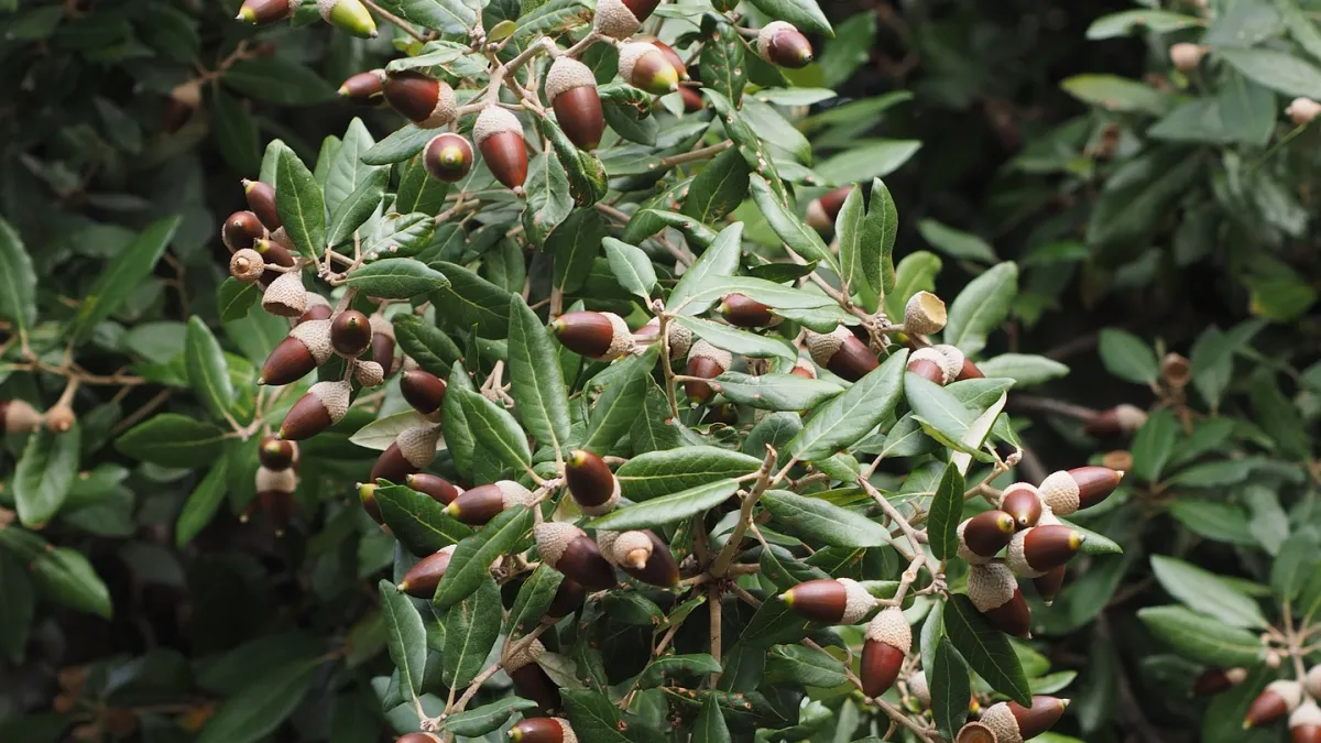 Hrast crnika - hrast mediteranskog područja - Net.hr