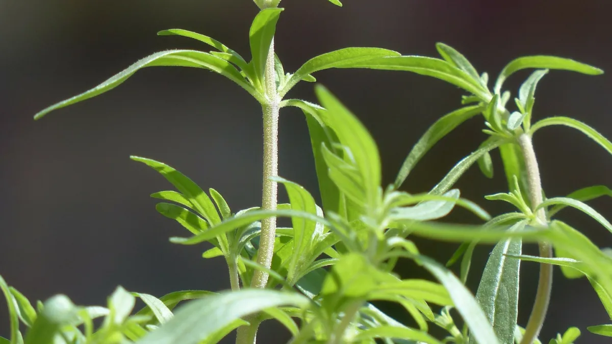 Čubar biljka - začinska, aromatična biljka - Net.hr