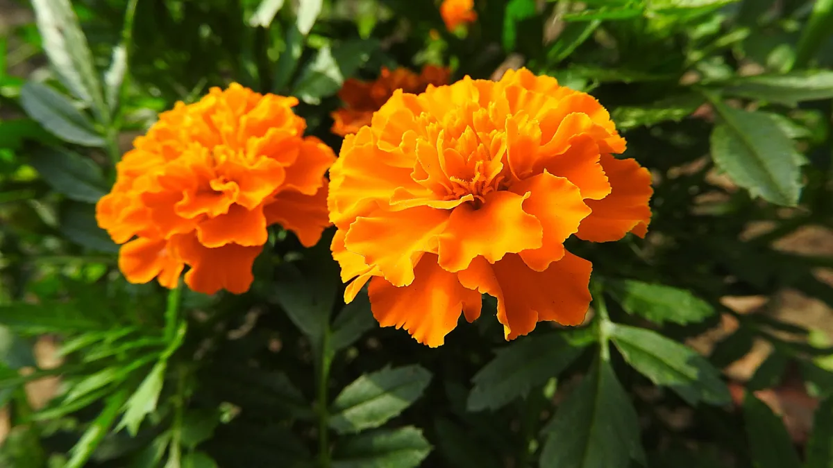 Niska kadifica: sadnja, uzgoj i održavanje cvijeta kadifice - Net.hr