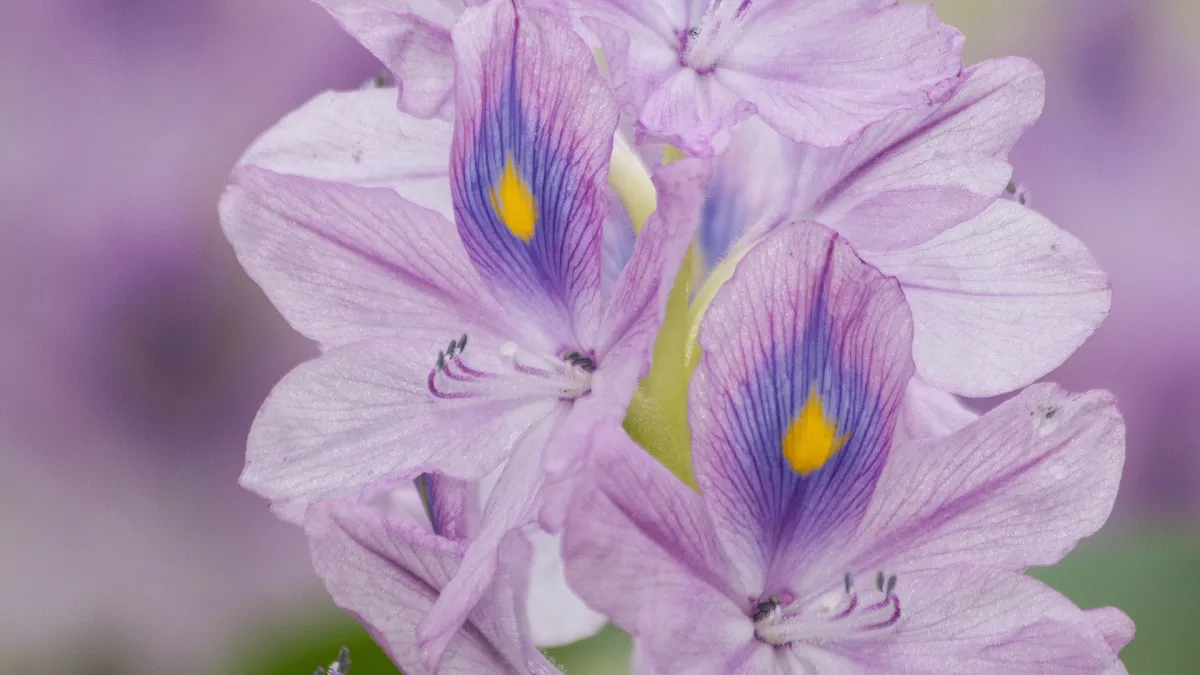 Vodeni zumbul: uzgoj i održavanje vodenog zumbula - Net.hr