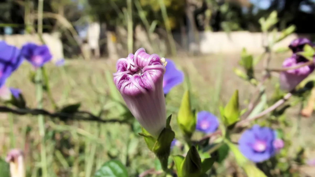 Ukrasni slak - prirodni zaklon od neželjenih pogleda - Net.hr