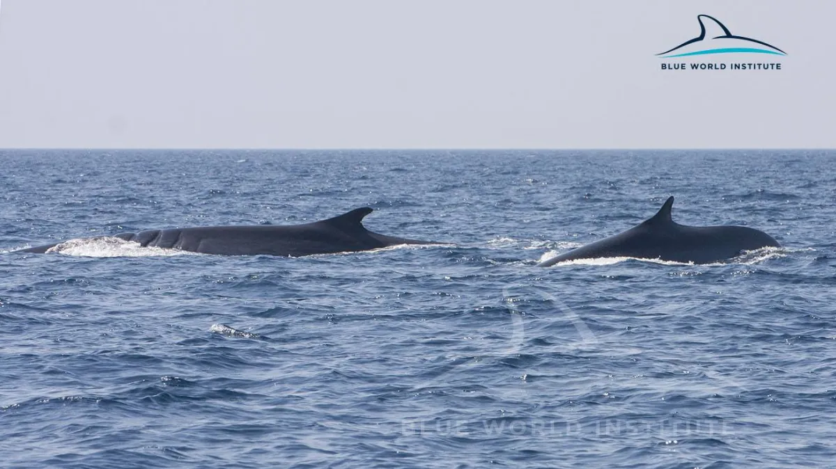 Vrste kitova - sisavci koji žive isključivo u vodi - Net.hr