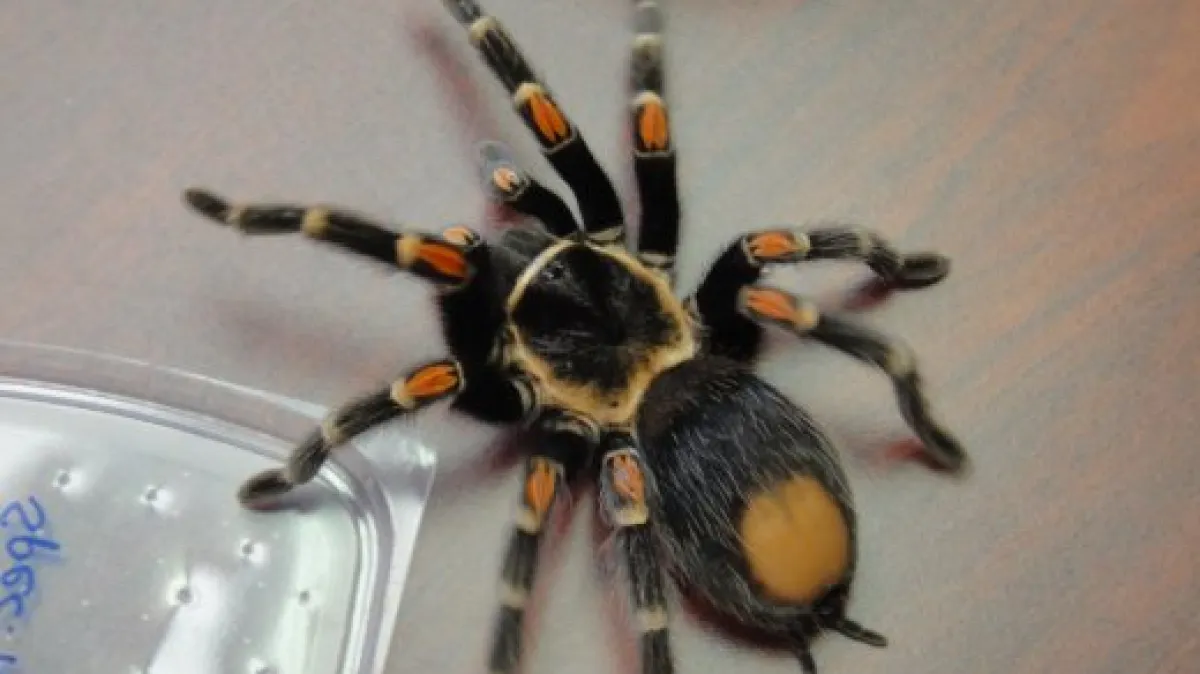 Tarantula pauk - jedan od najpoznatijih pauka - Net.hr