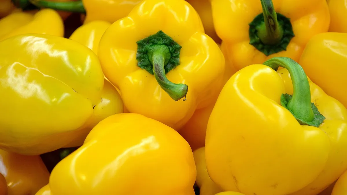 Paprika babura sorte - vrste najpoznatije paprike - Net.hr