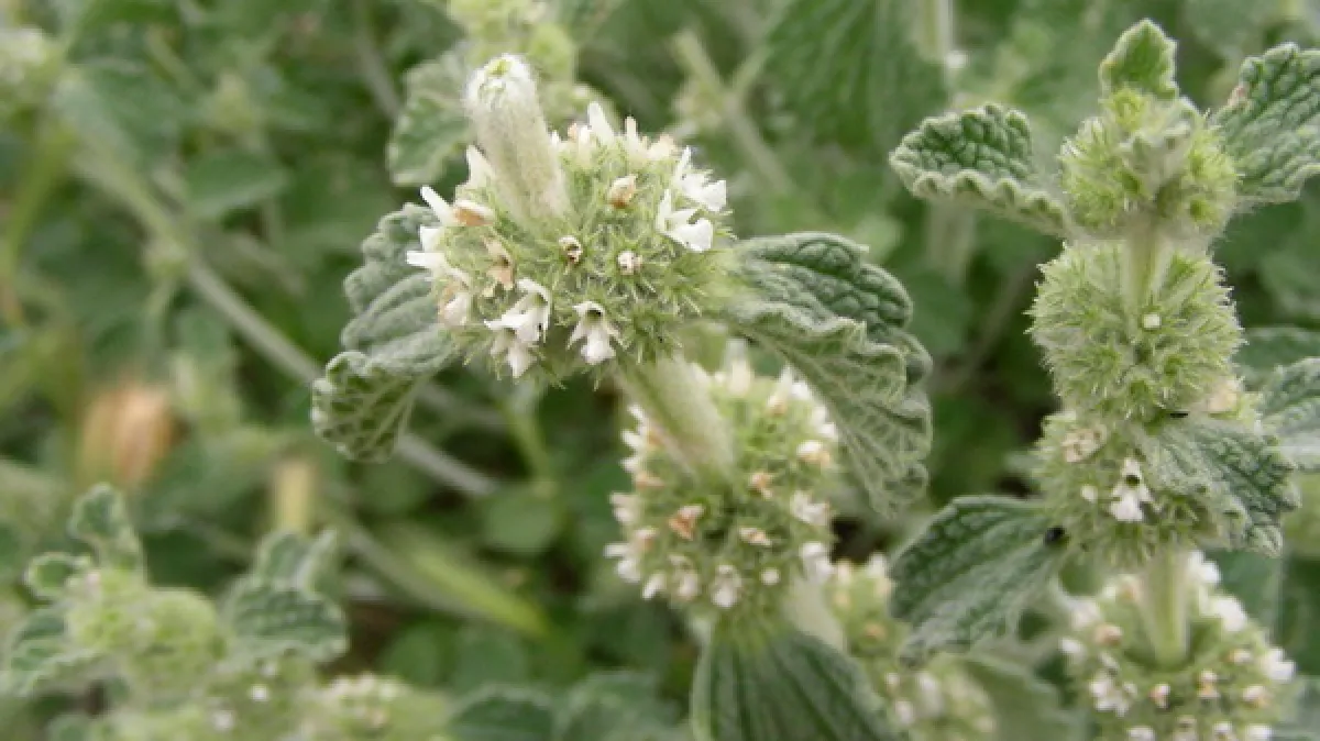 MARULJA ILI MACINA TRAVA: Koristi se za plodnost kod žena, ali i ...