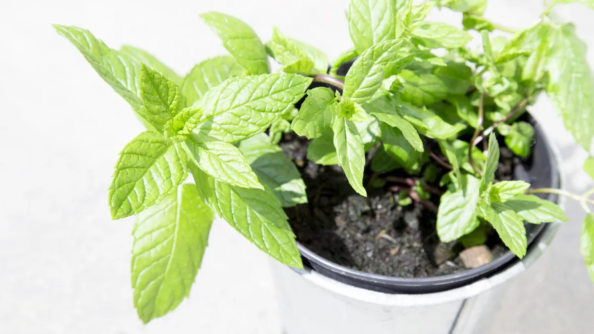 Znate li koje biljke mogu biti vaši saveznici u borbi protiv muha? - Net.hr