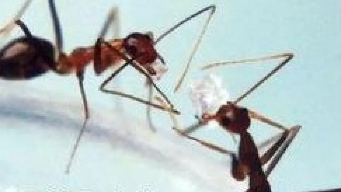 Kako se s lakoćom riješiti crnih mrava u stanu? - Net.hr