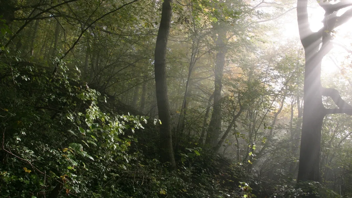 Merala biljka - je li merala zaboravljena biljka? - Net.hr