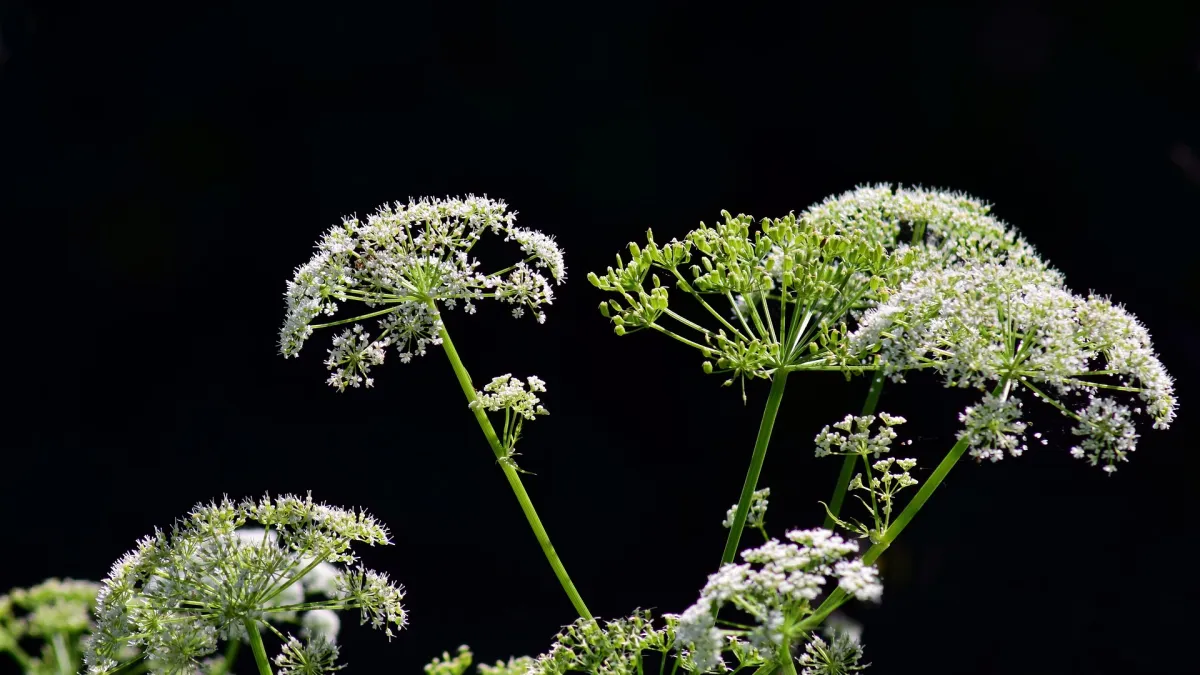 Kukuta biljka - otrovna biljka koja je ubila Sokrata - Net.hr