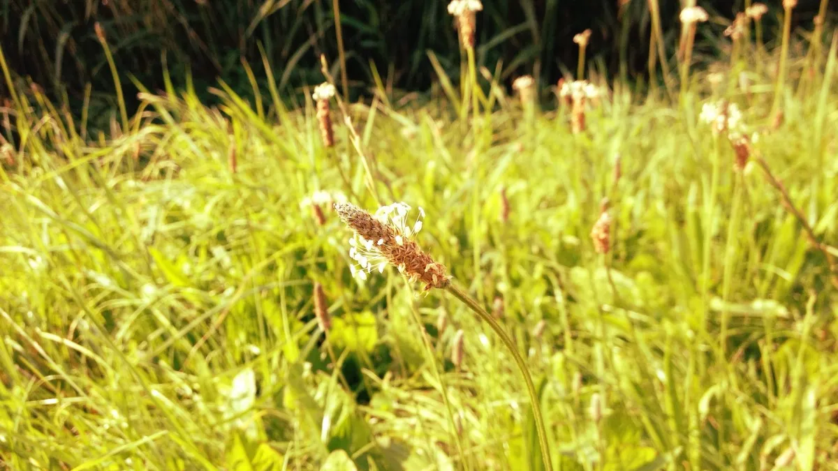 Trputac uskolisni - ljekoviti muški trputac - Net.hr