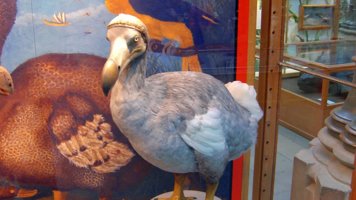 Ptica Dodo - izumrla ptica trkačica - Net.hr