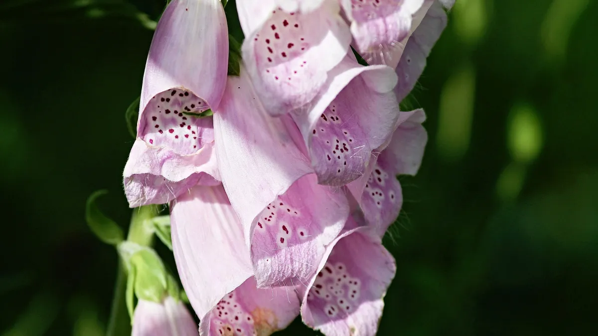 Naprstak cvijet: savjeti sadnju, uzgoj i zalijevanje - Net.hr