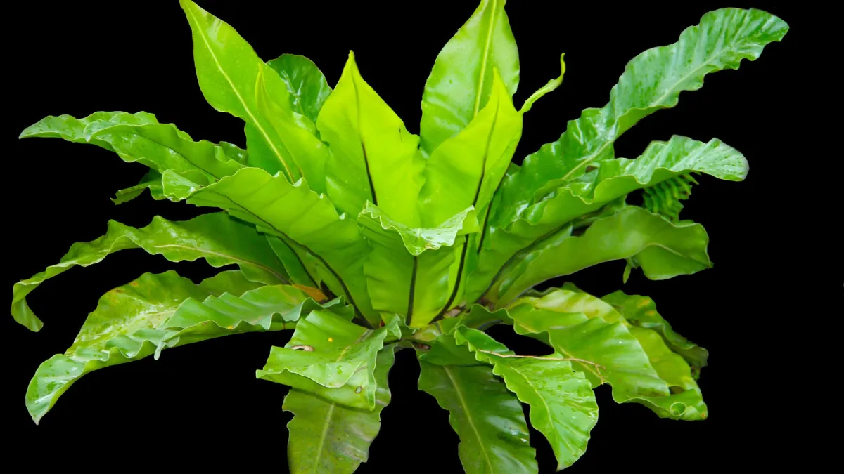 Gnjezdasta paprat - paprat koja voli vlagu i tamnije prostore - Net.hr