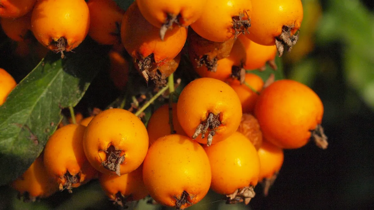 Mukinja biljka staro je pučko ljekovito sredstvo ali i ukrasna biljka ...