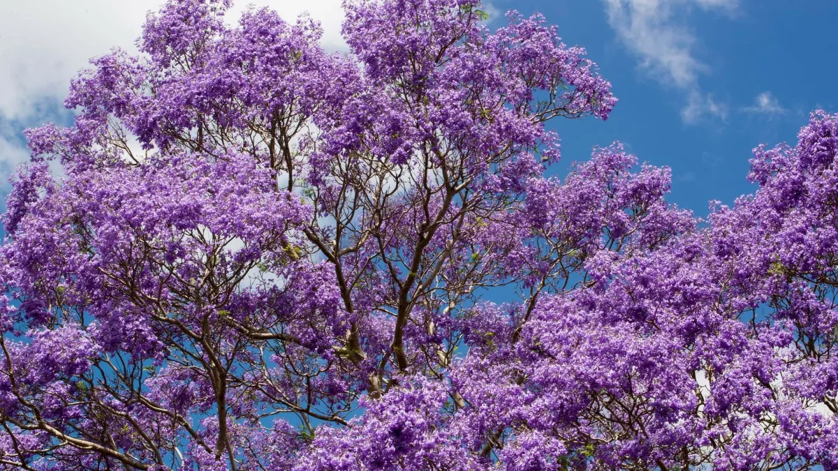 Jacaranda drvo - ukrasno drvo očaravajućeg izgleda - Net.hr