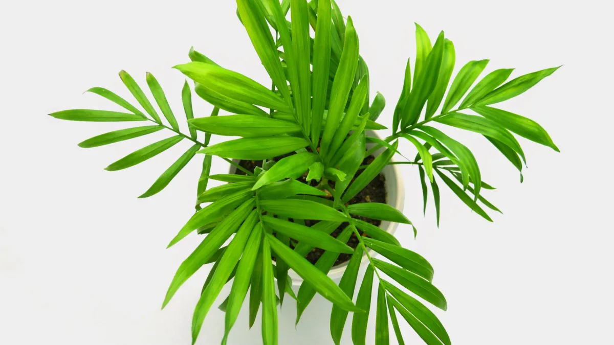 Ukrasna palma posebnog imena: upoznajte palmu sreće i uljepšajte dom ...