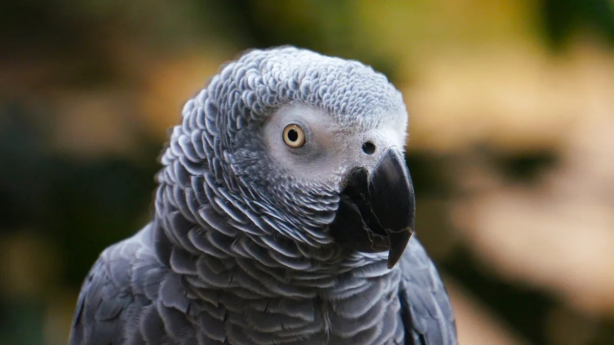 Pitome papige - doznajte koje papige mogu biti savršeni kućni ljubimci - Net.hr