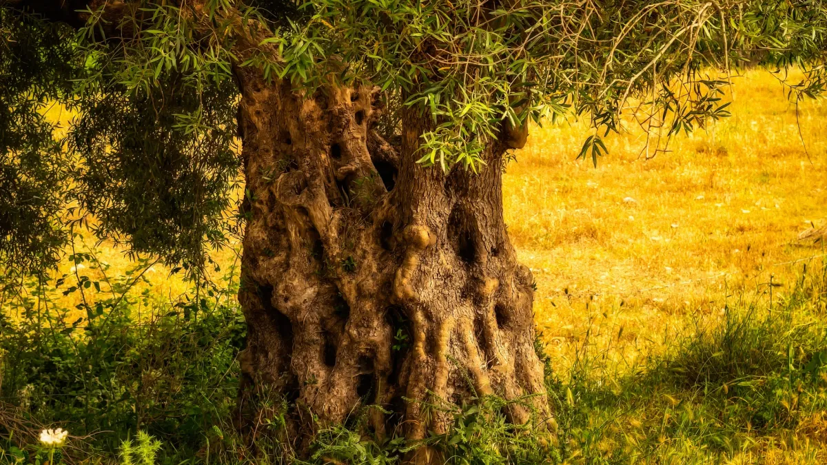 Maslinov moljac - mali kukac koji uzrokuje velike štete - Net.hr