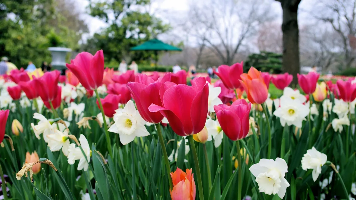 Sadnja lukovica u jesen - Net.hr