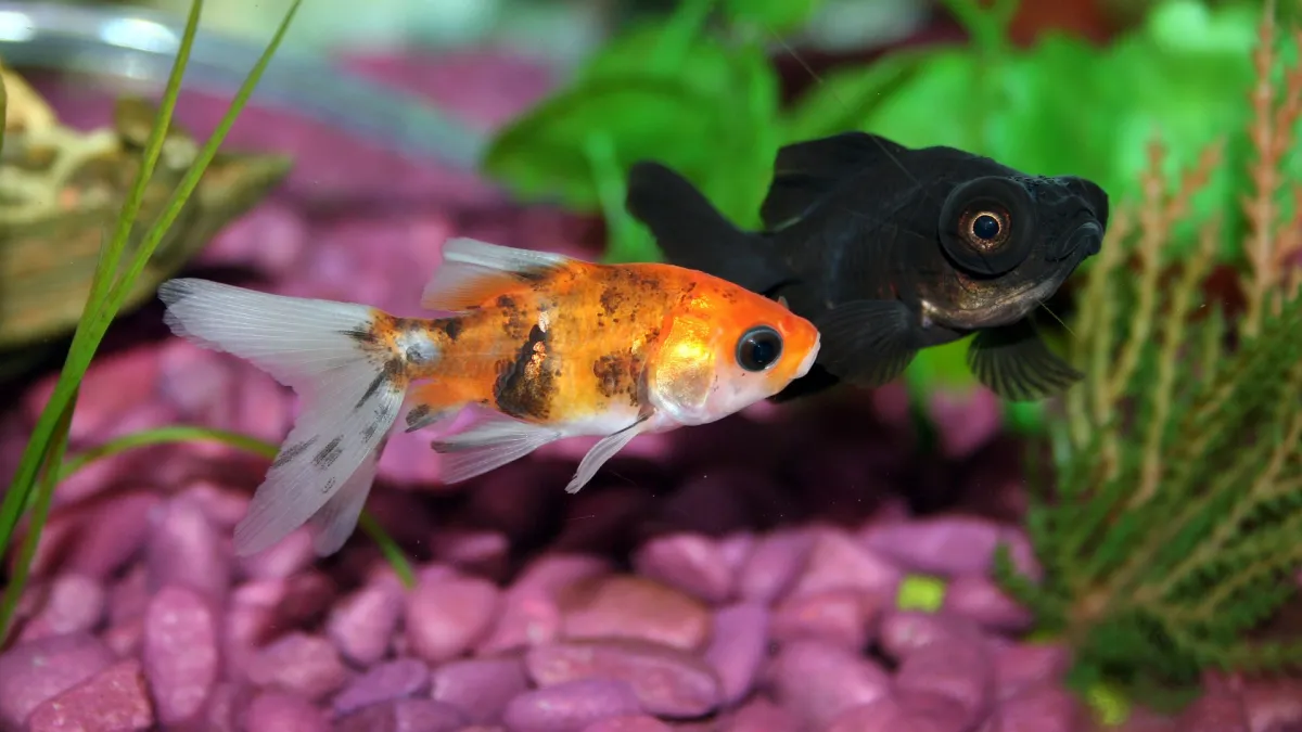 Tropske ribe za akvarij - Net.hr