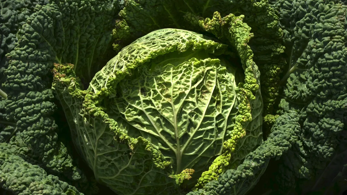 Sjetva kupusa - koje sorte kupusa odabrati za sjetvu - Net.hr