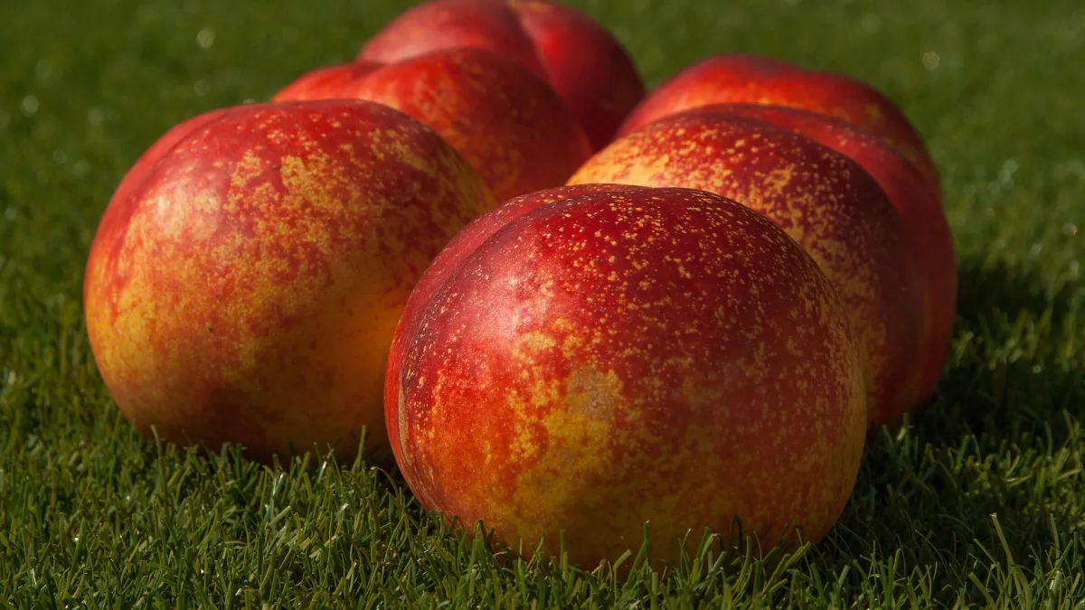 Najpoznatije sorte breskve - Net.hr