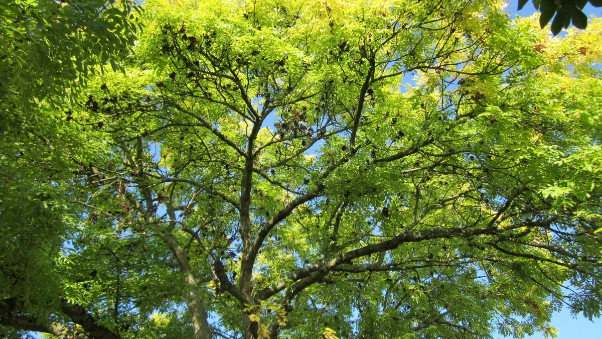 Jasen stablo: karakteristike stabla jasena - Net.hr