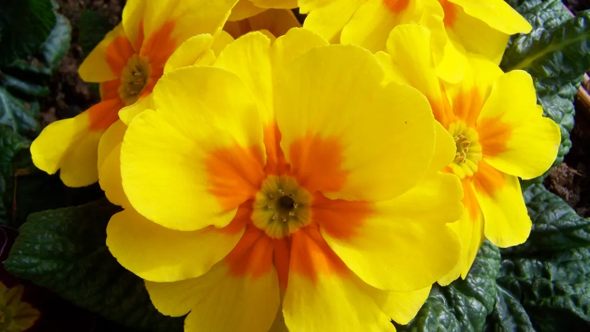 Primula cvijet ili jaglac: vjesnik proljeća koji voli niske temperature ...