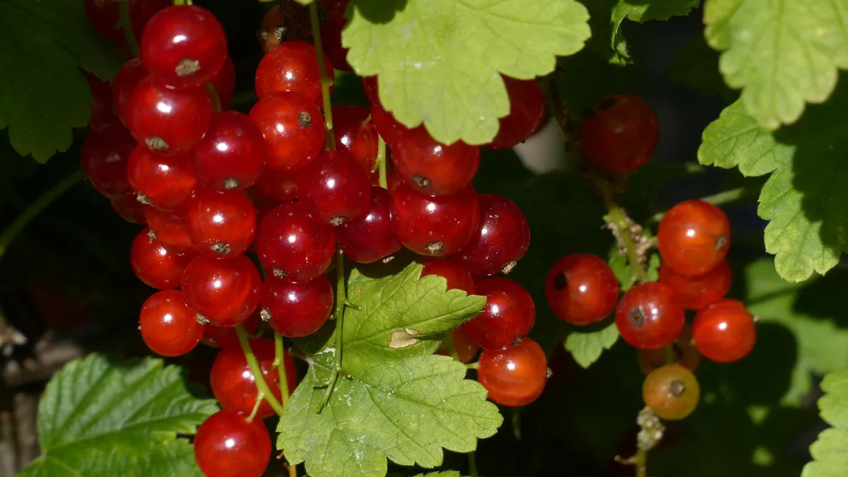 Znate li kada treba započeti orezivanje ribizle - Net.hr