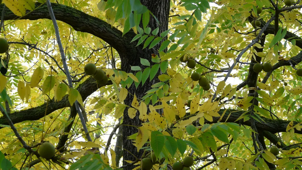 Najbolje sorte oraha: koje su najbolje sorte oraha? - Net.hr