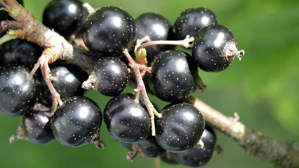 Kako se izvodi orezivanje crne ribizle? - Net.hr