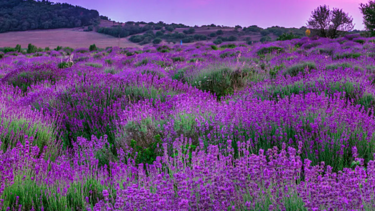 Grmolike trajnice: Koje su tri najjednostavnije vrtne cvjetnice? - Net.hr