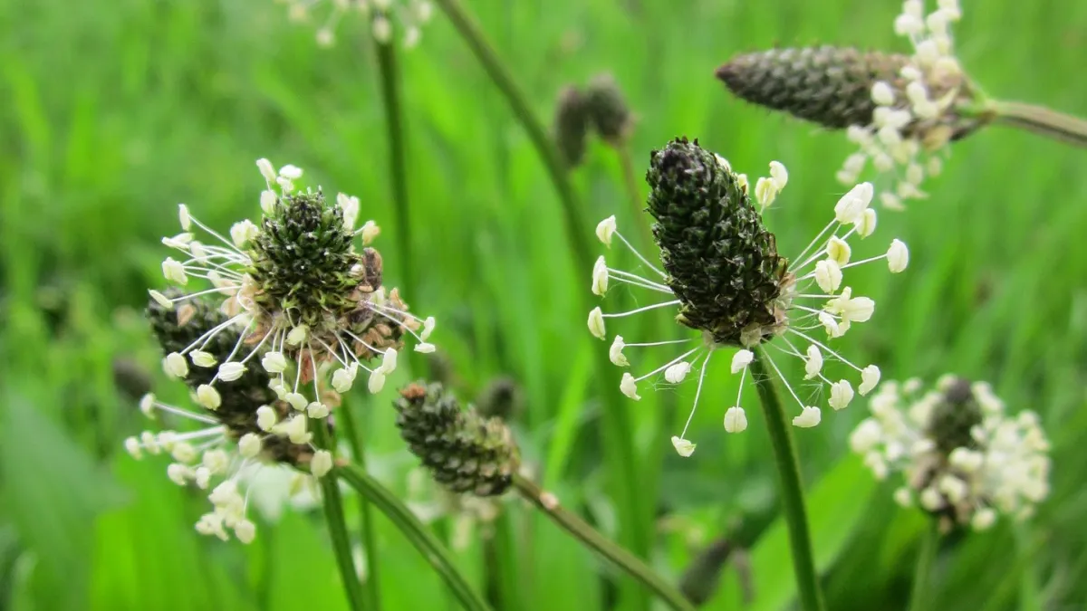 Trputac cvijet: Koja su ljekovita svojstva trputca? - Net.hr