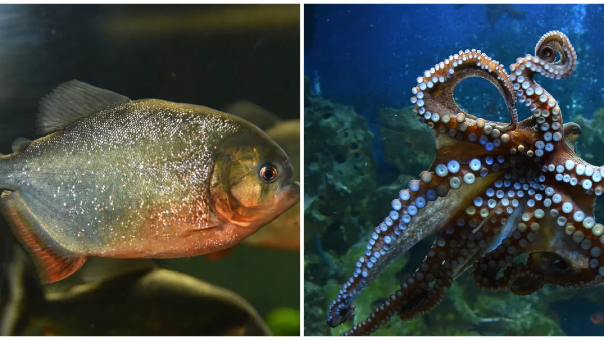 U Jadran stižu nove, egzotične vrste riba. Neke od njih opasne za ljude, mogu uzrokovati ...